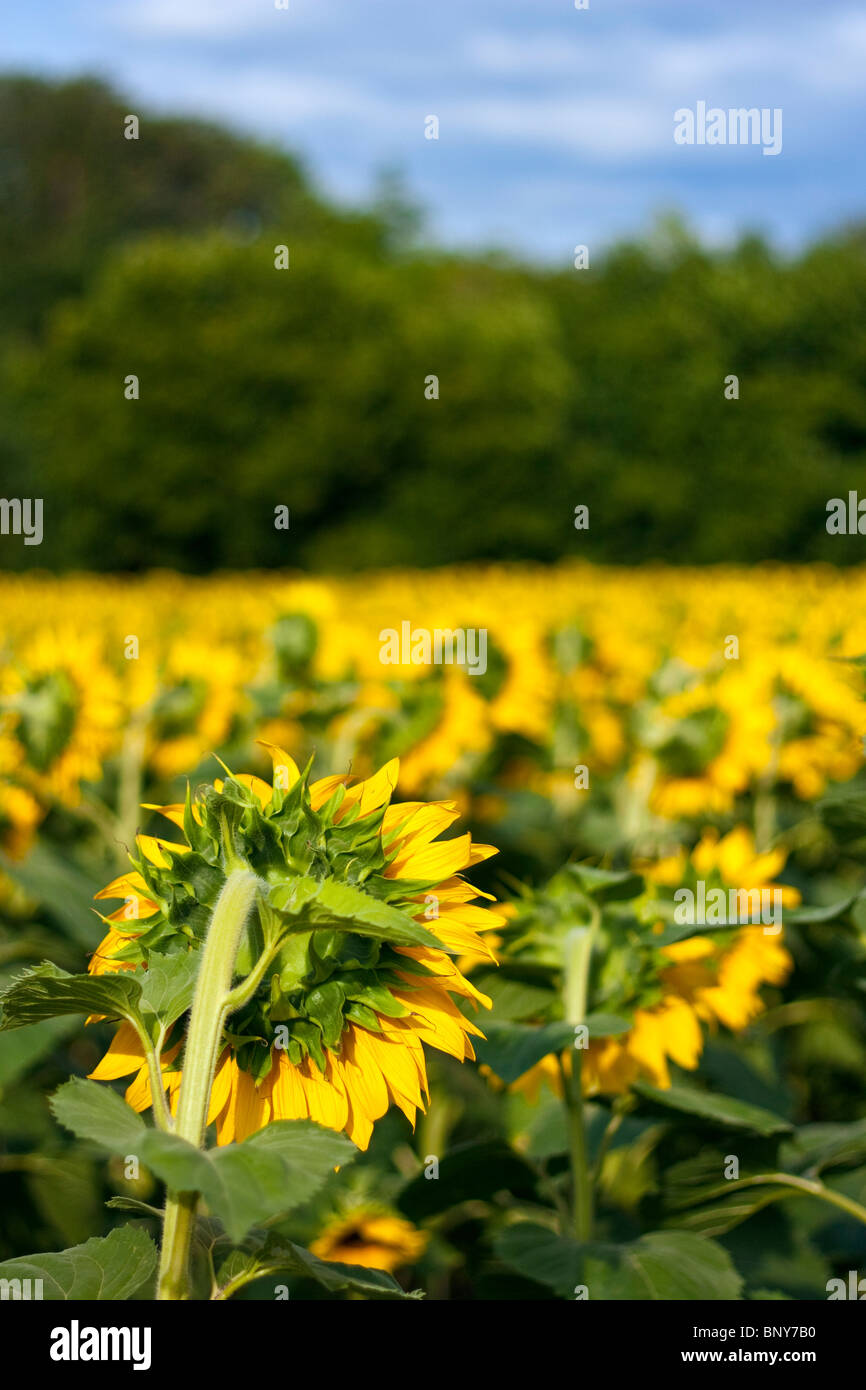 Sunflower field from behind with trees and blue sky Stock Photo - Alamy