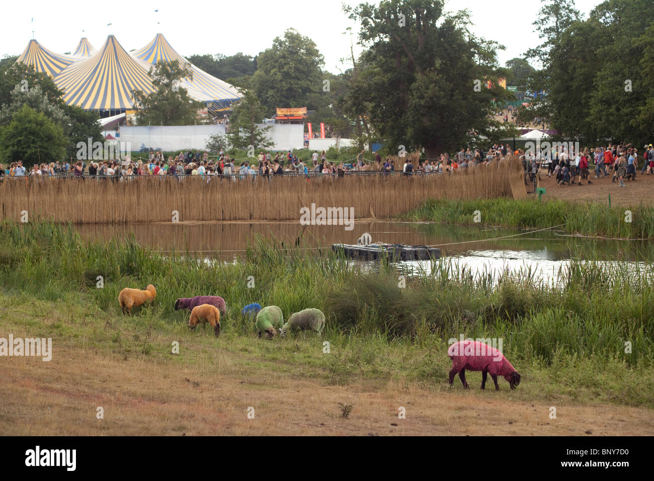 Latitude festival sheep hi-res stock photography and images - Alamy