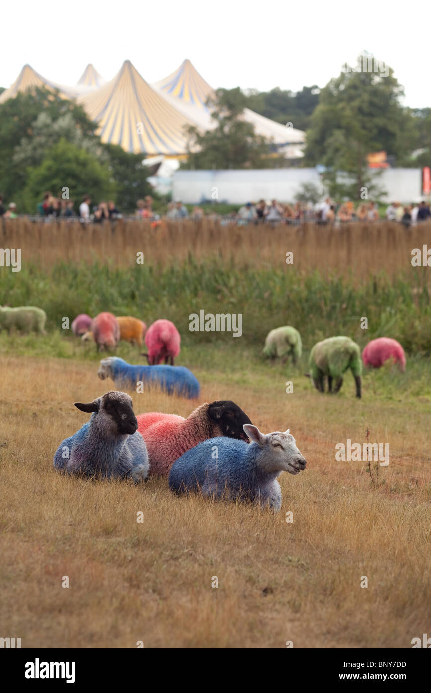 Dyed sheep at the Latitude Festival 2010, Southwold, Suffolk, United ...