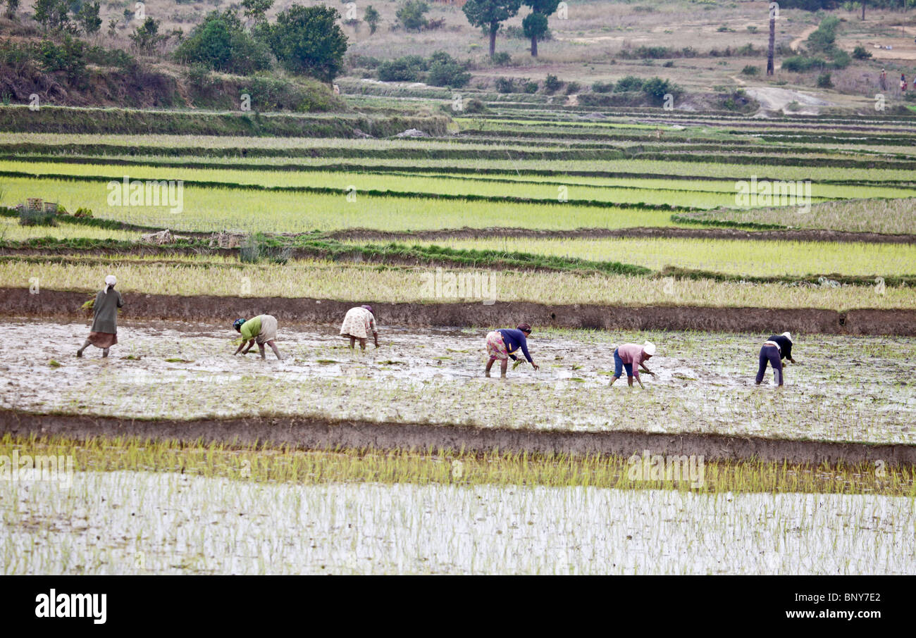 Six women planting rice plants in a paddyfield in central Madagascar ...