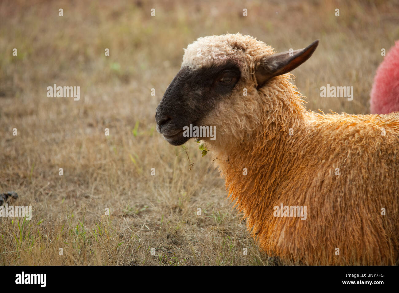 Latitude festival sheep hi-res stock photography and images - Alamy