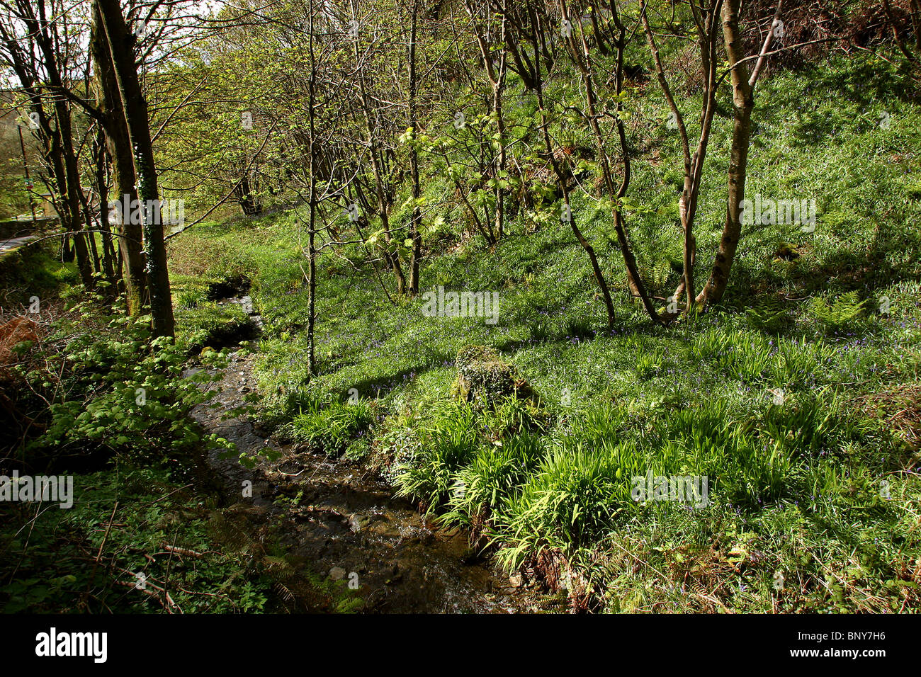 Ireland, Waterford, Stradbally, springtime bluebells in woodland Stock ...