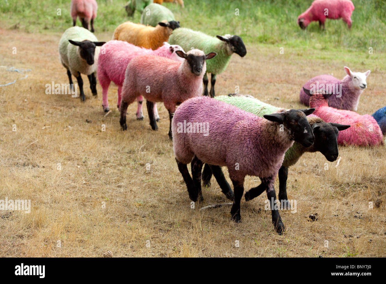 Dyed sheep at the Latitude Festival 2010, Southwold, Suffolk, United ...