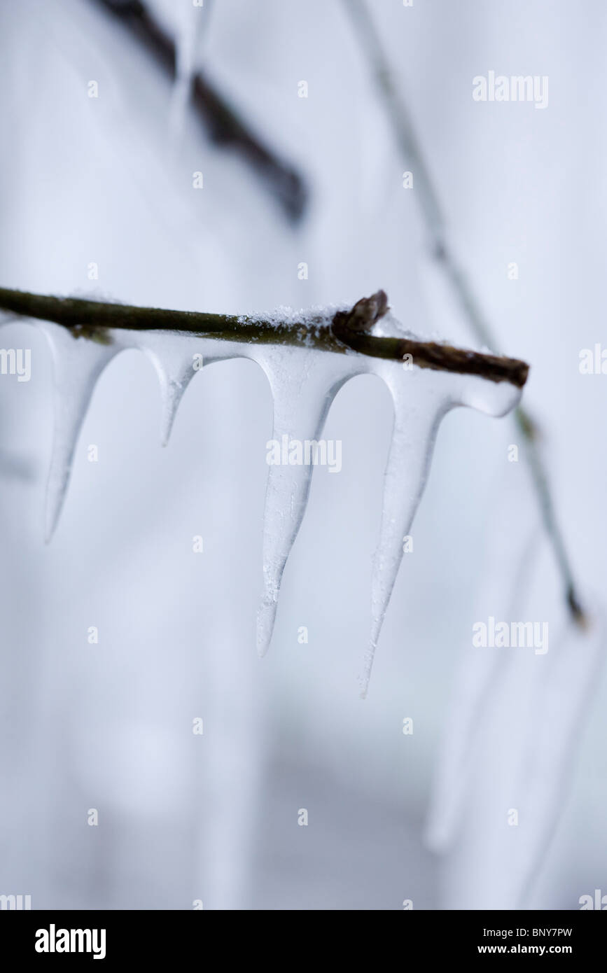 Twigs covered in ice Stock Photo - Alamy
