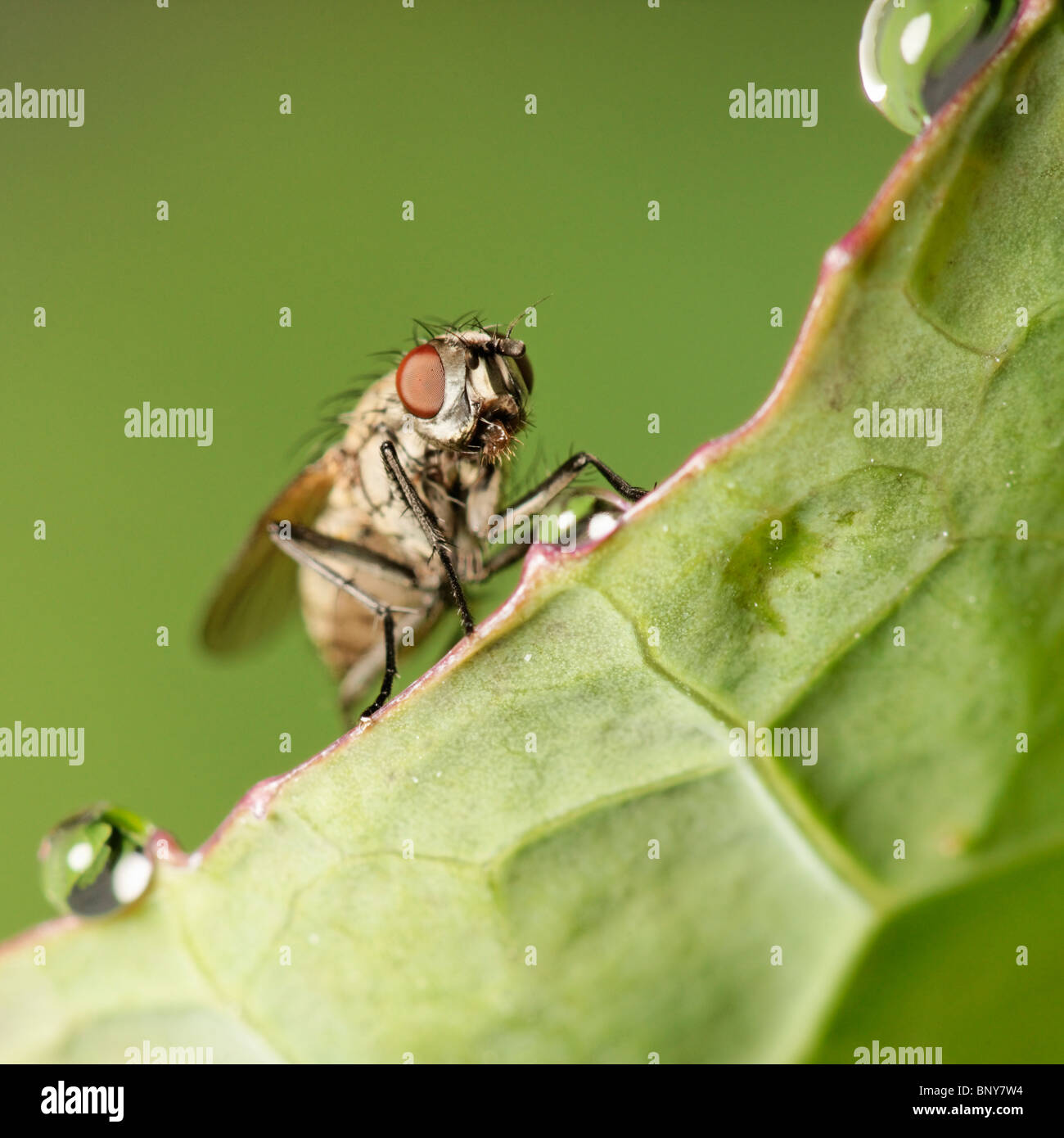 Diptera hi-res stock photography and images - Alamy