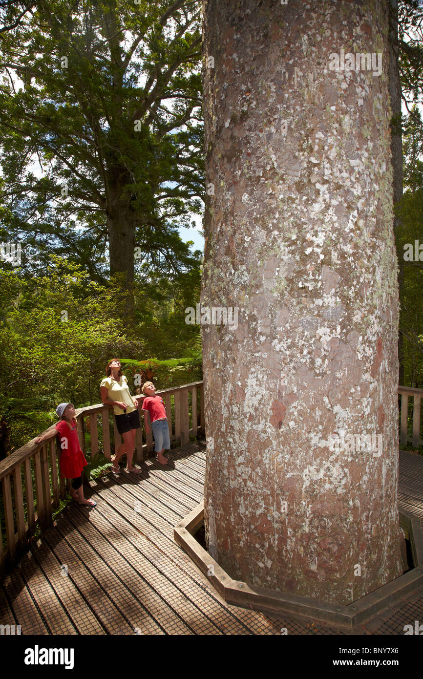 Kauri tree trunks hi-res stock photography and images - Alamy