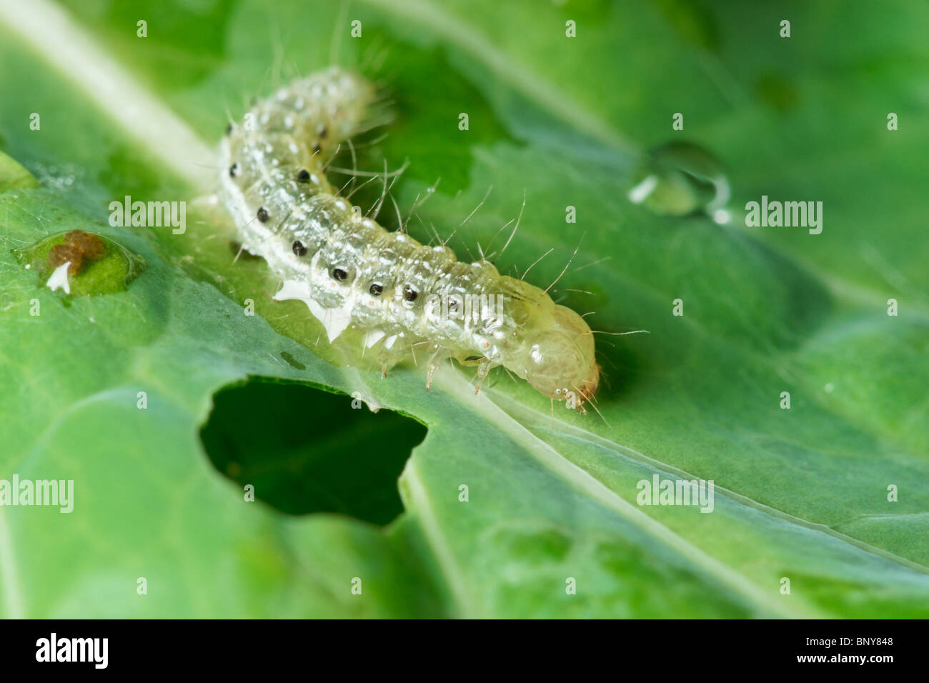 Leaf caterpillar hi-res stock photography and images - Alamy