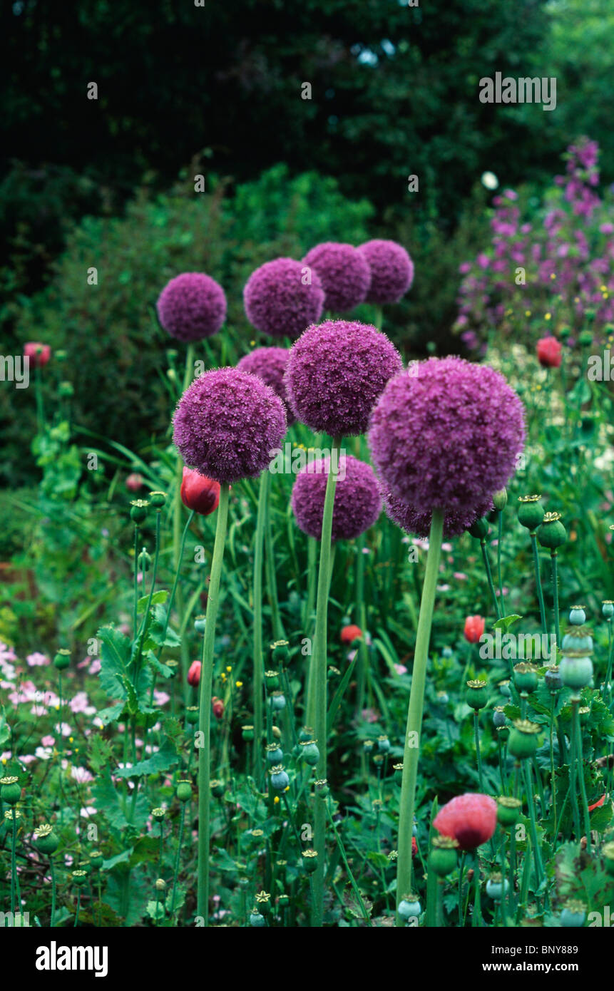 Close-up of purple alliums in spring garden border Stock Photo - Alamy