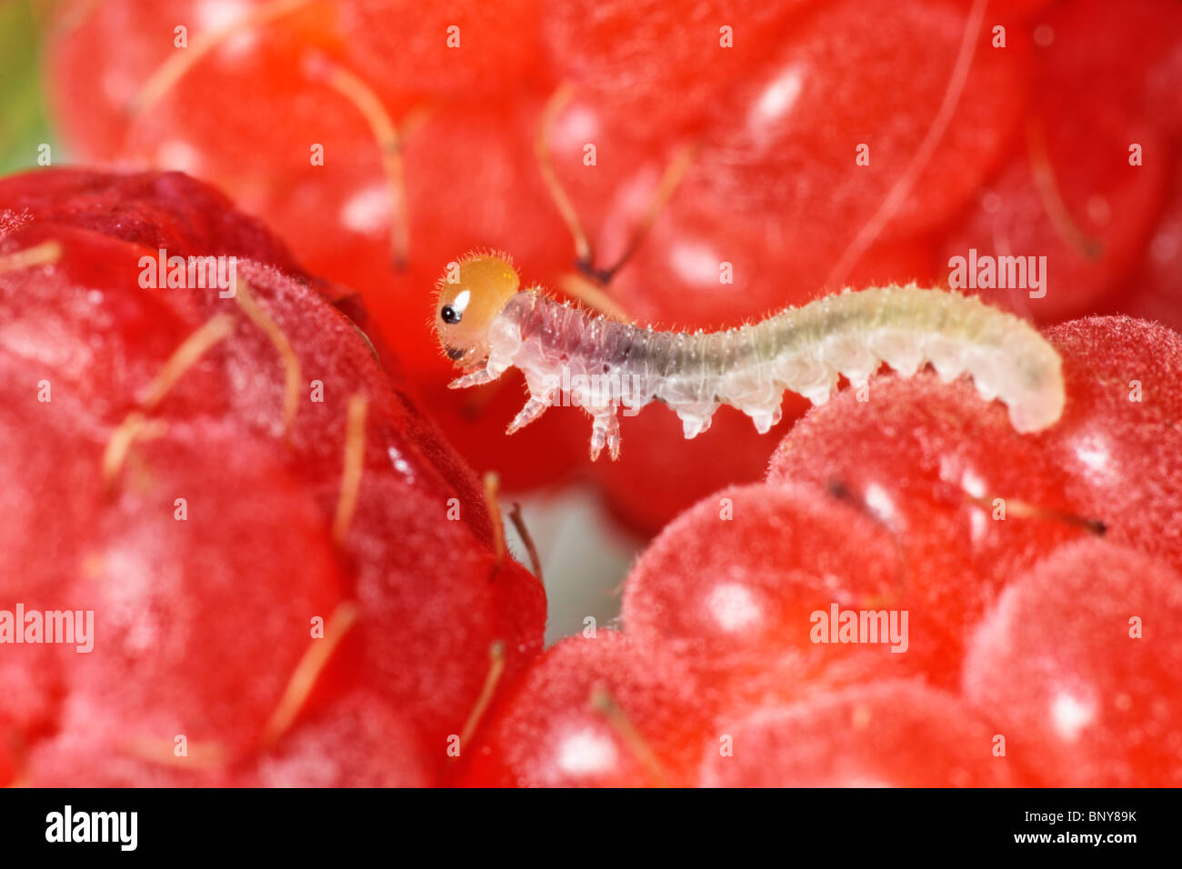 Invertebrates fruit hi-res stock photography and images - Alamy