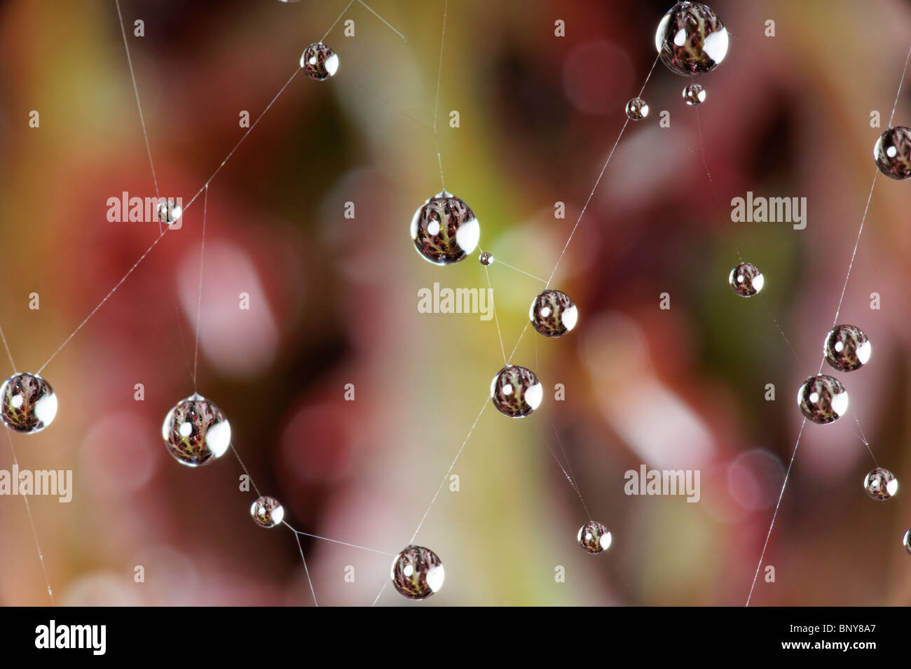 Water droplets on a spider's web Stock Photo - Alamy