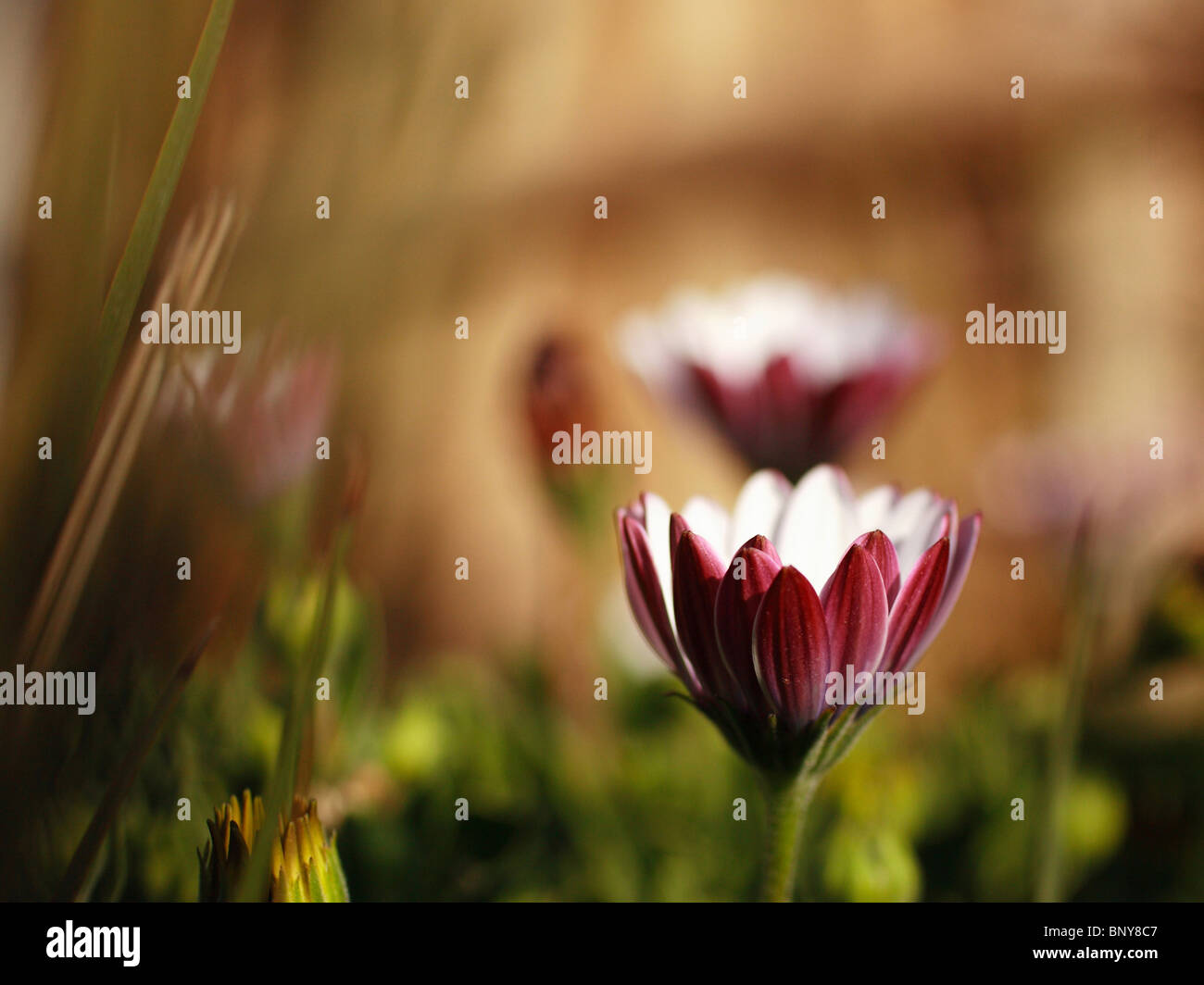 small flower with very shallow depth of field Stock Photo - Alamy