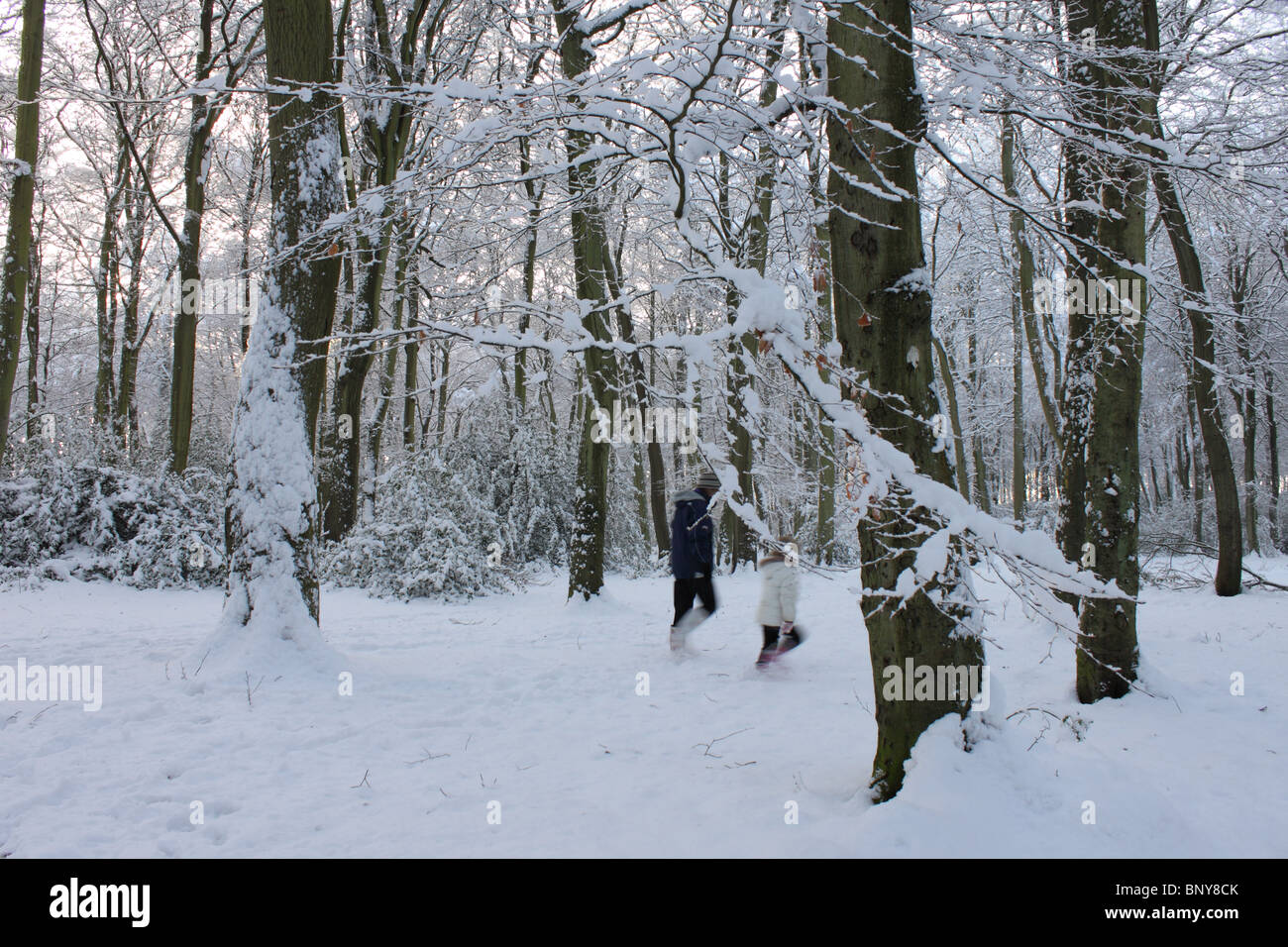 Woodland scene in winter with thick snow at New Copse, Sonning Common ...