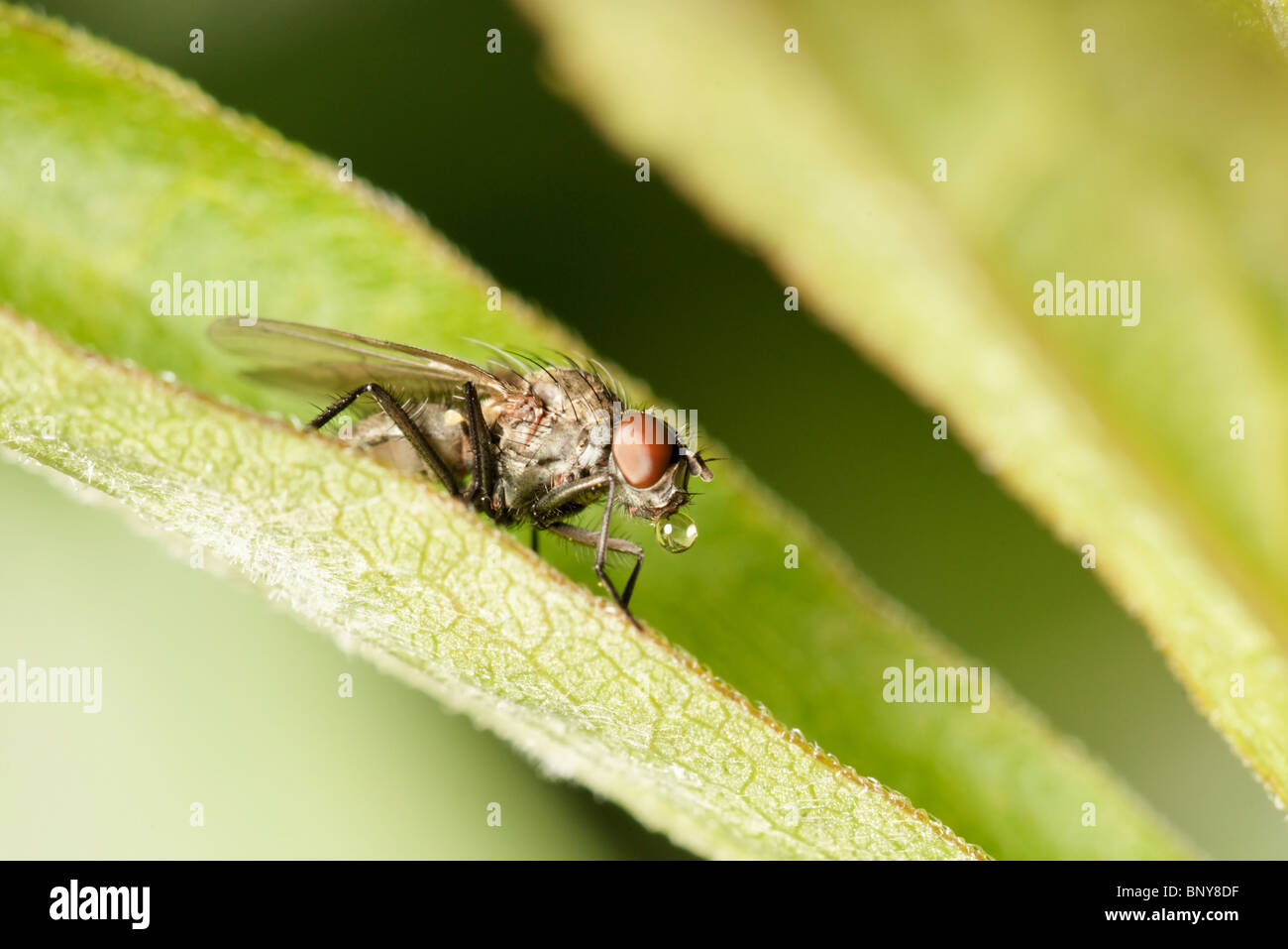 Fly bubble hi-res stock photography and images - Alamy
