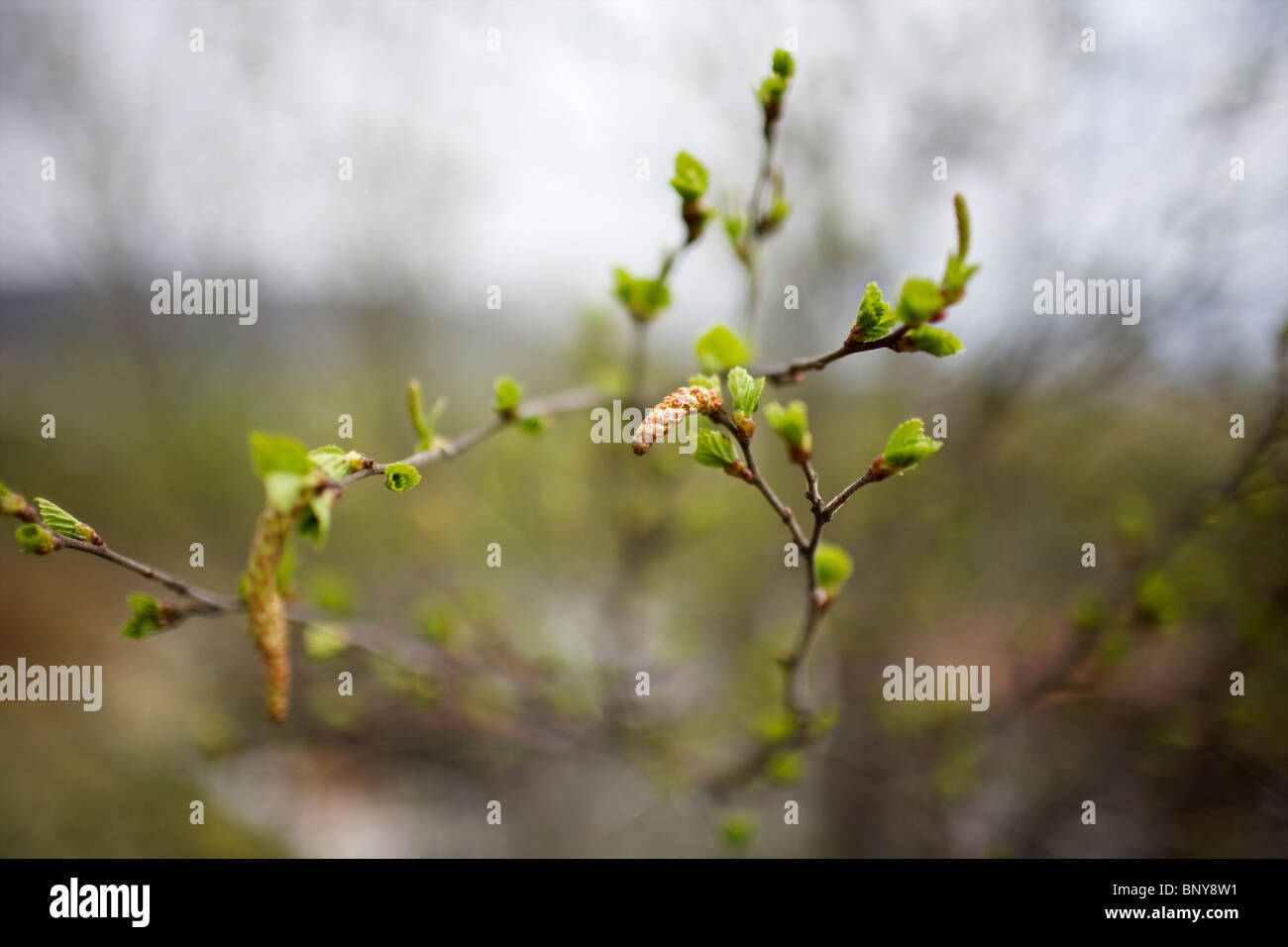Icelandic birch tree Stock Photo - Alamy