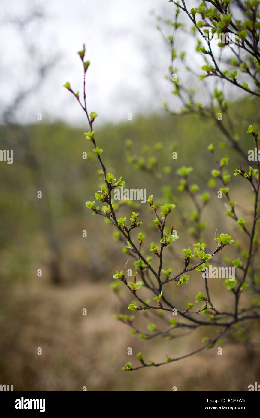 Icelandic birch tree Stock Photo - Alamy