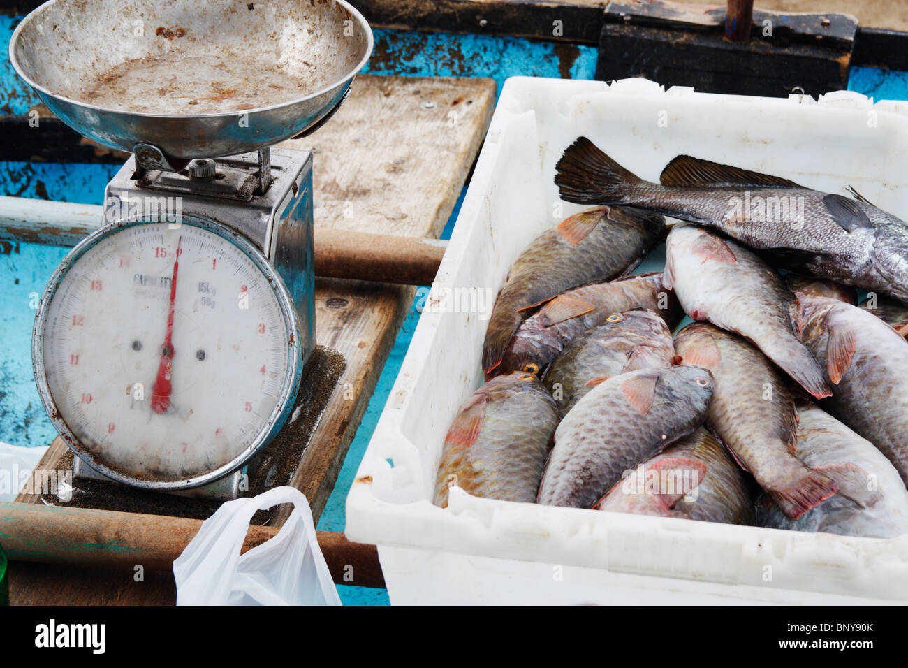 Fresh fish (Parrot fish, Vieja in Spanish) and scales on small fishing ...