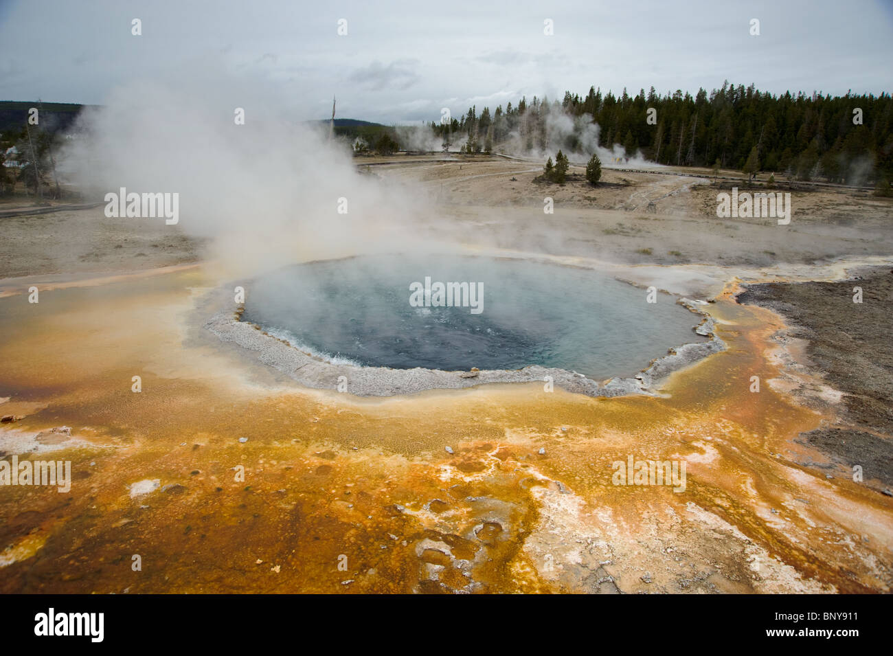 Yellow bacteria hi-res stock photography and images - Alamy