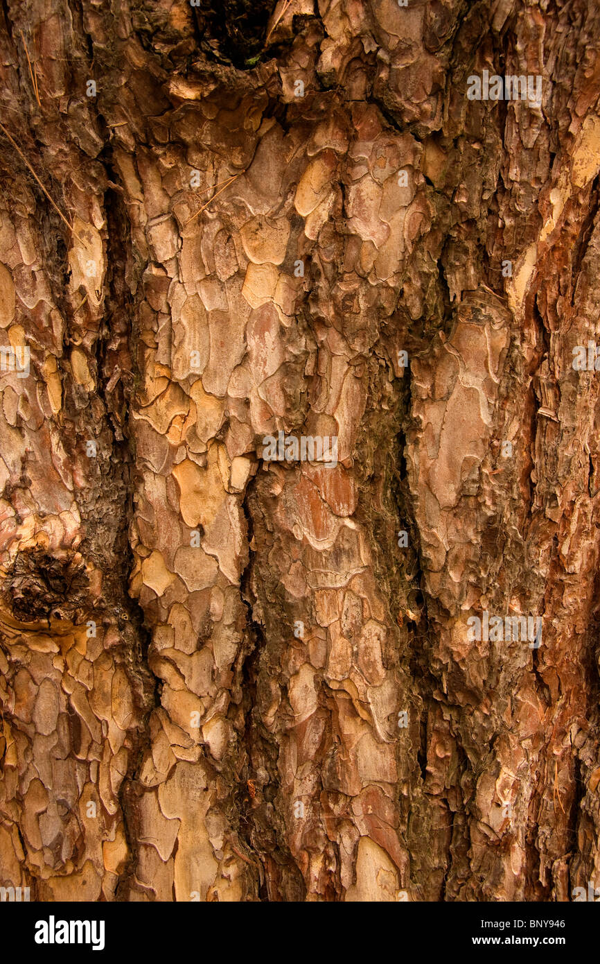 Scots Pine Bark Stock Photo - Alamy