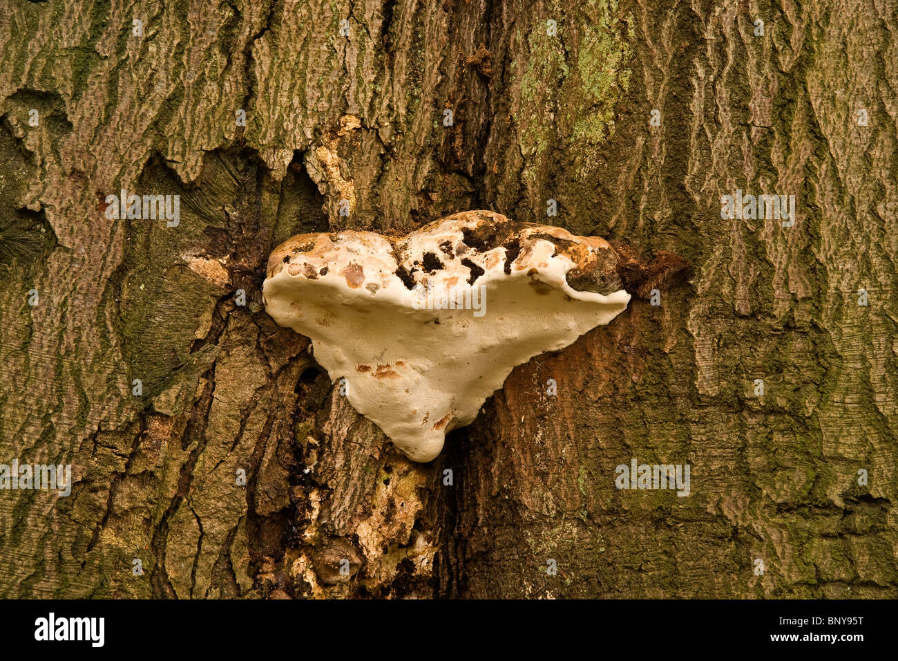 Artists fungus hi-res stock photography and images - Alamy