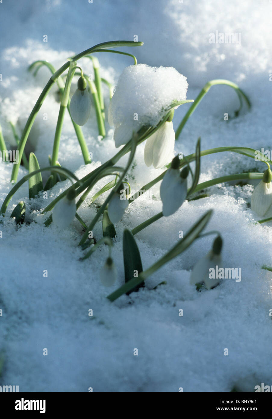 White snow bulbs hi-res stock photography and images - Alamy