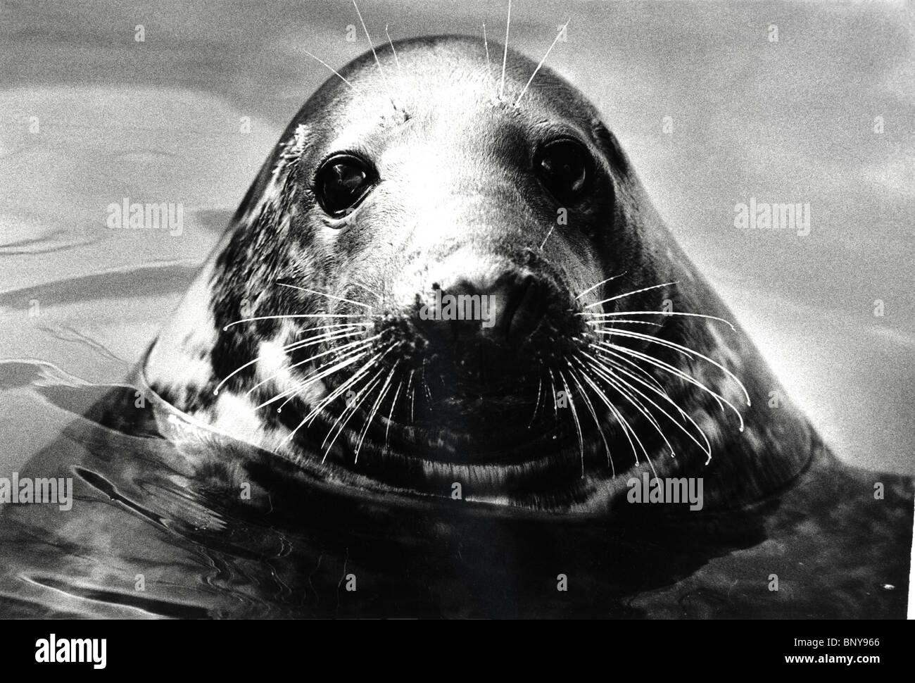 Print of a seal hi-res stock photography and images - Alamy