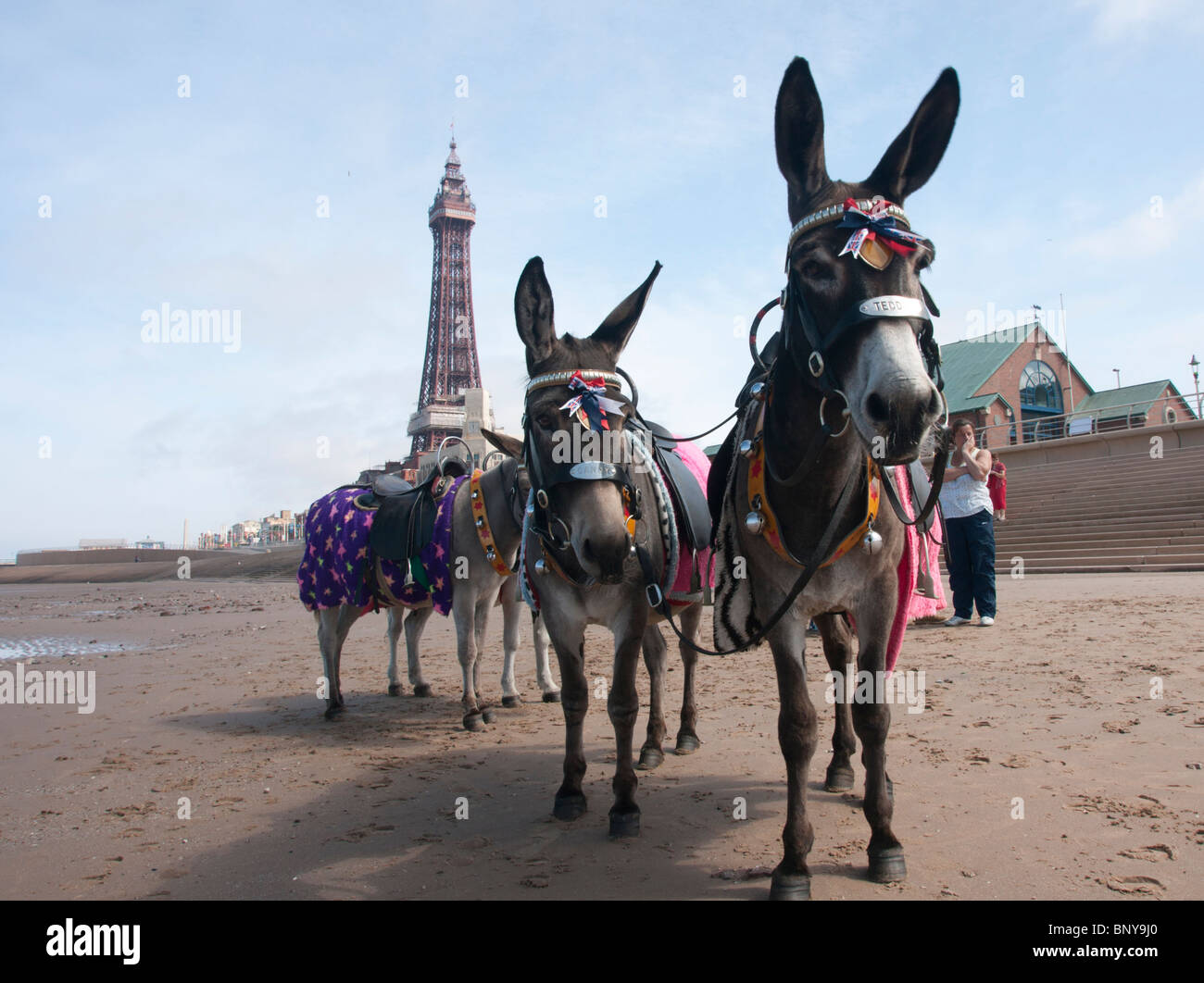 Blackpool Donkeys High Resolution Stock Photography and Images - Alamy