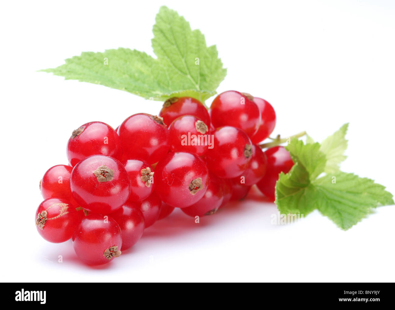 Red currants with green leaf Cut Out Stock Images & Pictures - Alamy