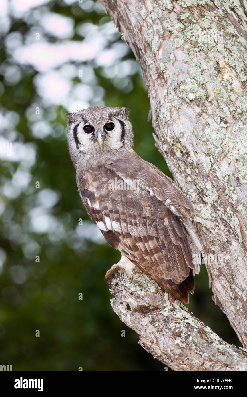 Verreaux's (Giant) eagle owl, Bubo lacteus, Kruger national park, South ...