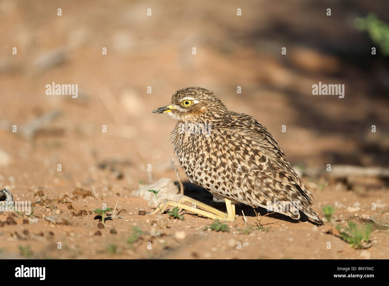 African dikkop hi-res stock photography and images - Alamy