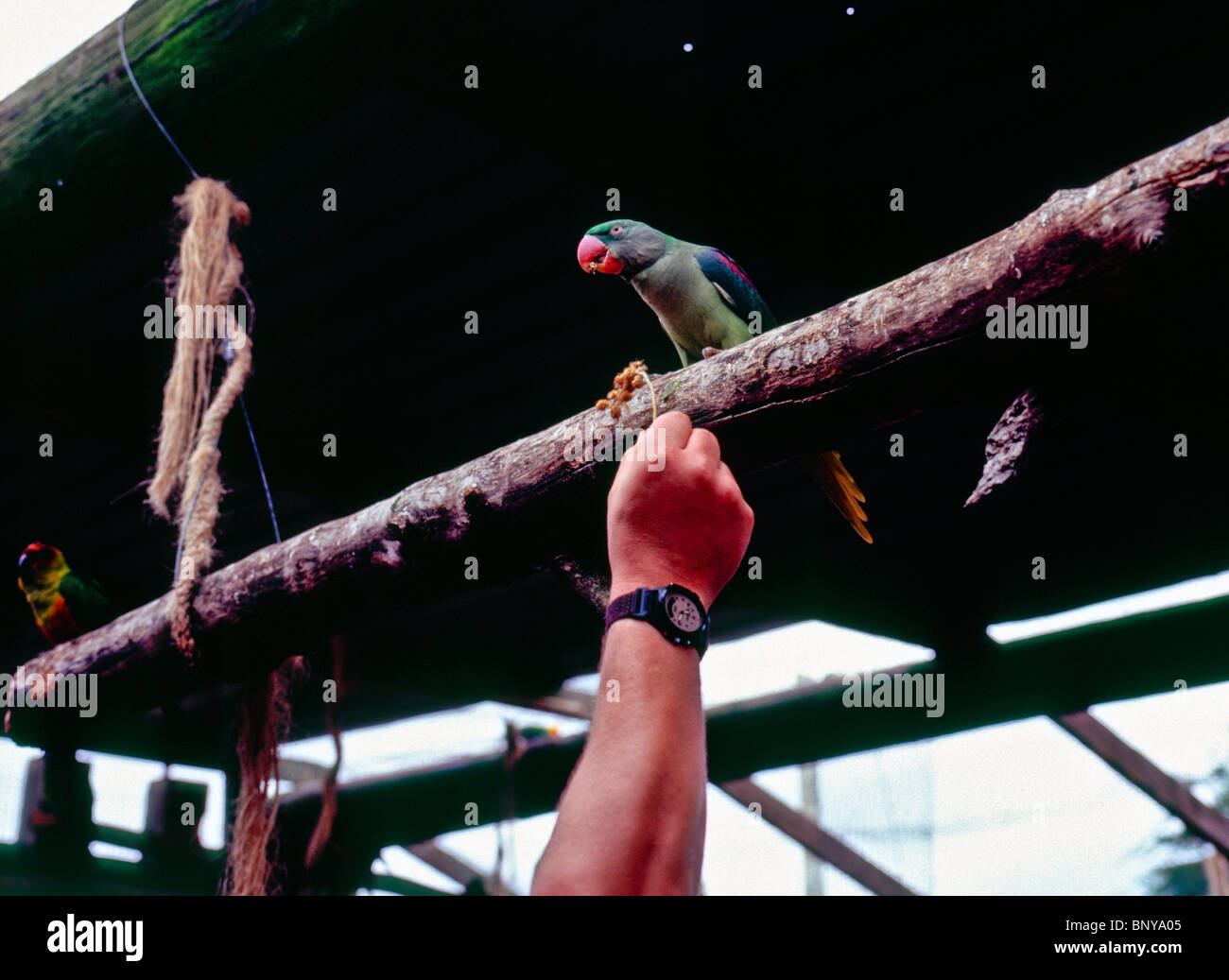 parrot with earing in beak (mouth Stock Photo - Alamy