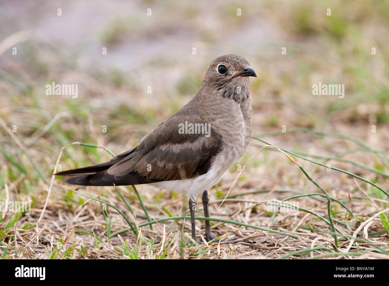 Collared pratincole, Glareola pratincola, iSimangaliso wetland park ...
