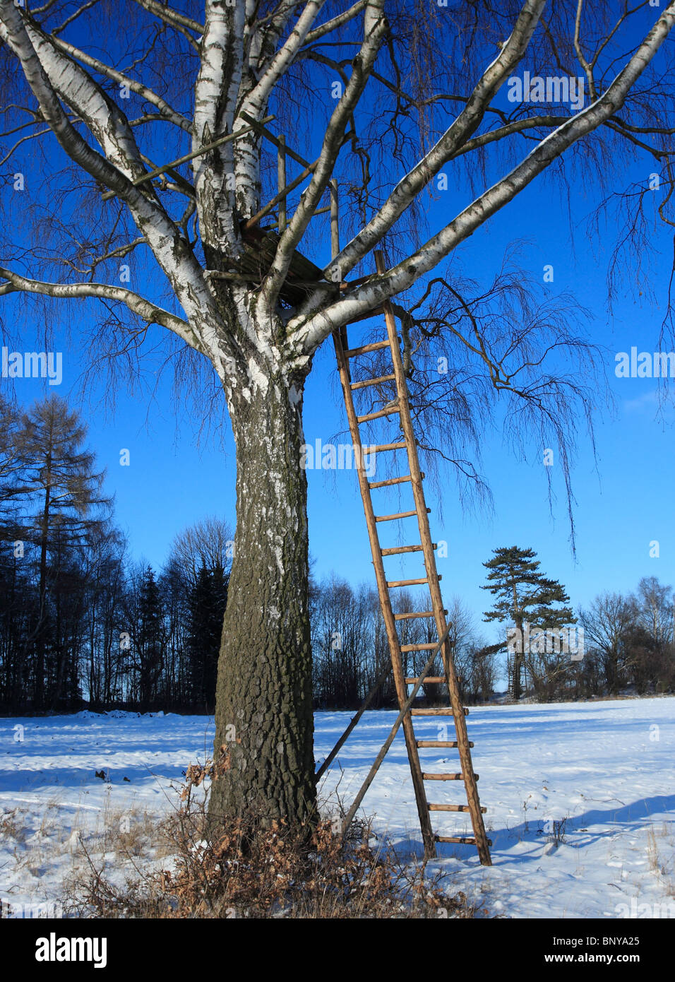 Hunting lookout on the tree Stock Photo - Alamy