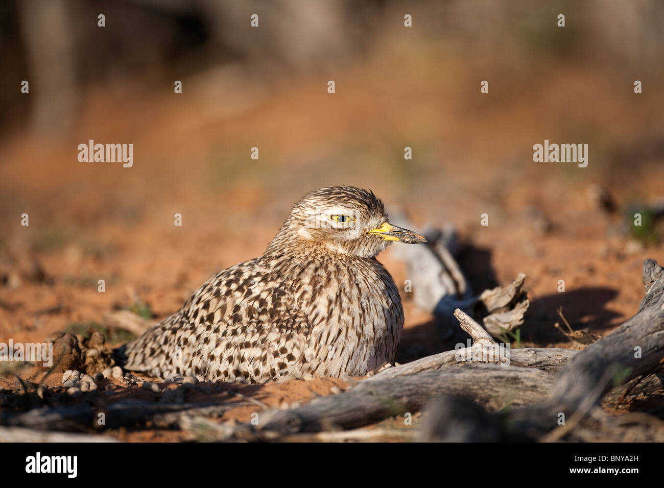 African dikkop hi-res stock photography and images - Alamy
