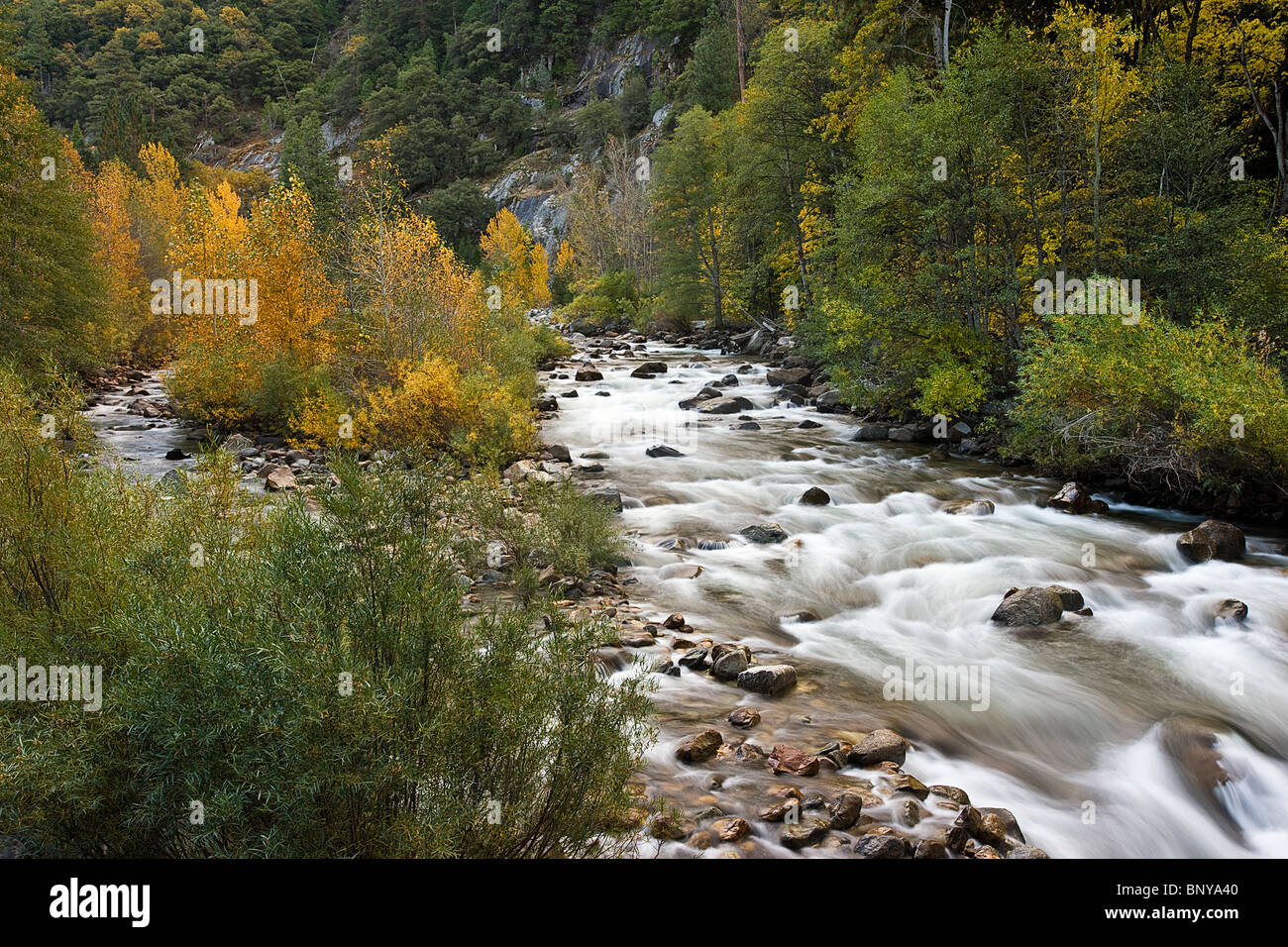 Fall color displays along the south fork of Kings Canyon River, Kings ...