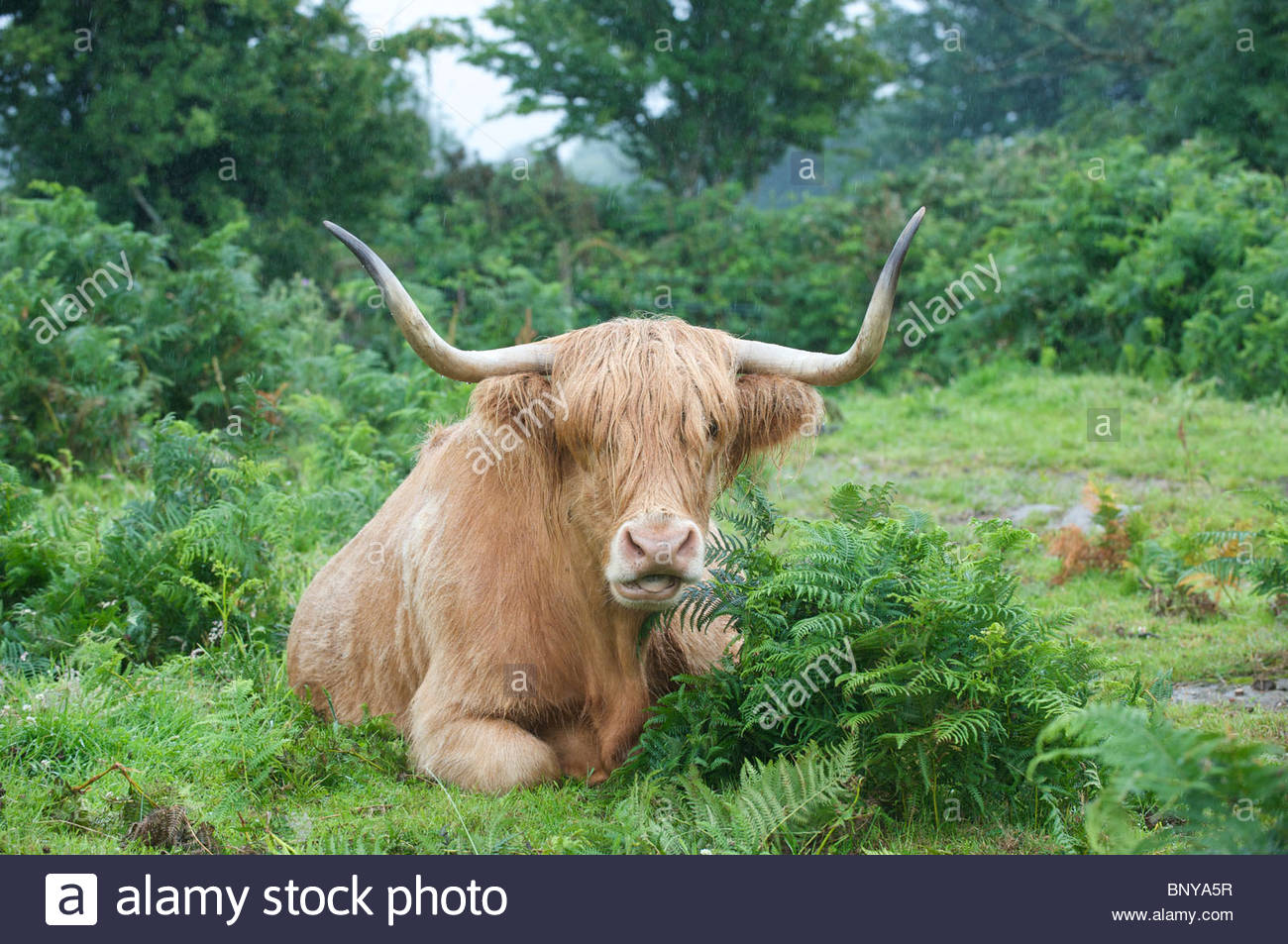 Cow Sitting Down Stock Photos & Cow Sitting Down Stock Images - Alamy