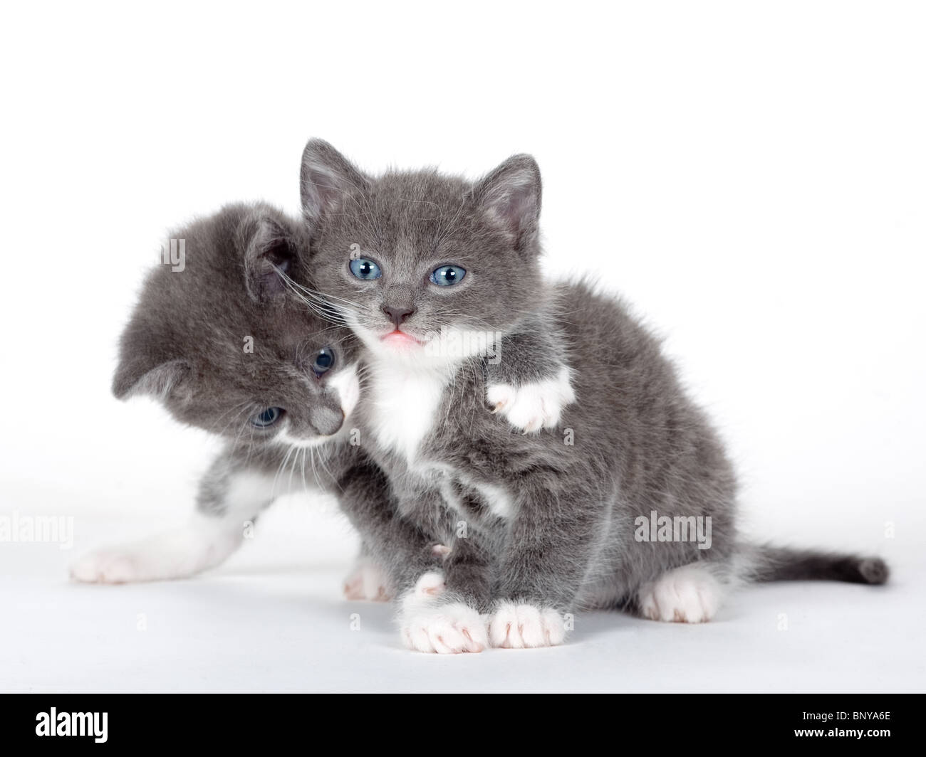 two blue eyed gray kitten isolated on white Stock Photo - Alamy