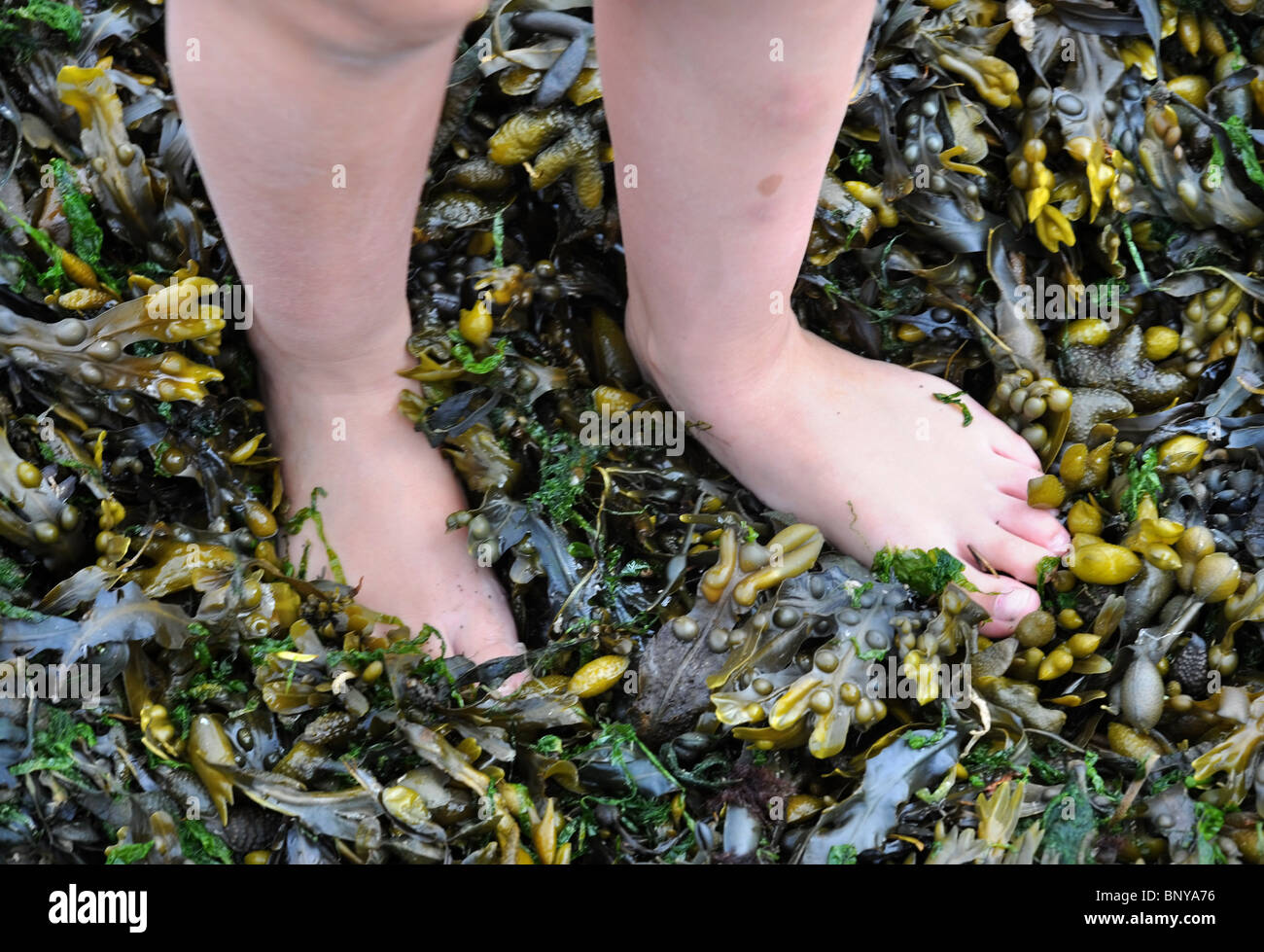 A childs feet in seaweed on a beach UK Stock Photo - Alamy