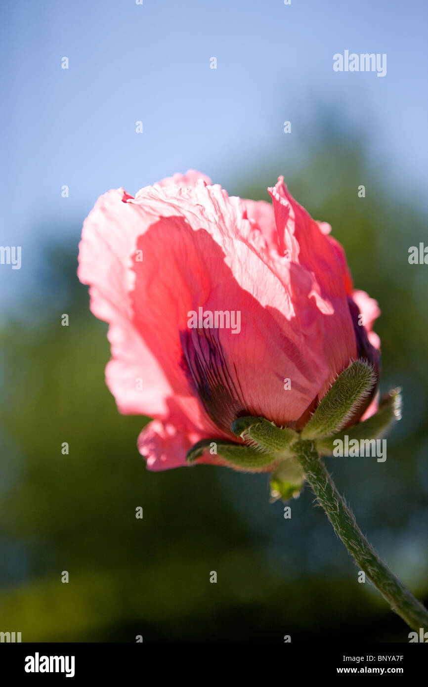 A pink oriential poppy flower Stock Photo - Alamy