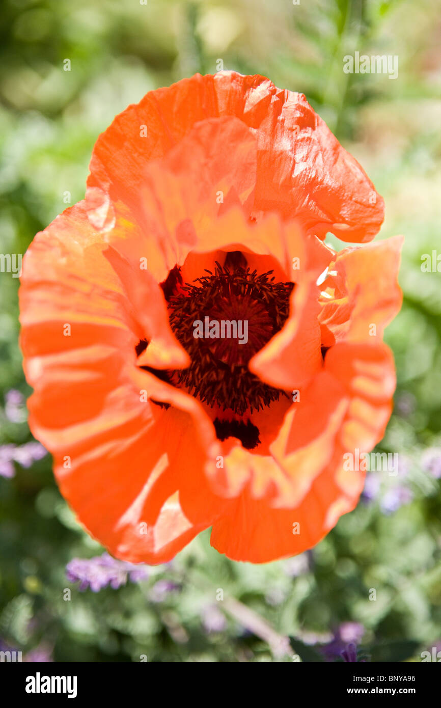 Indian flower display hi-res stock photography and images - Alamy
