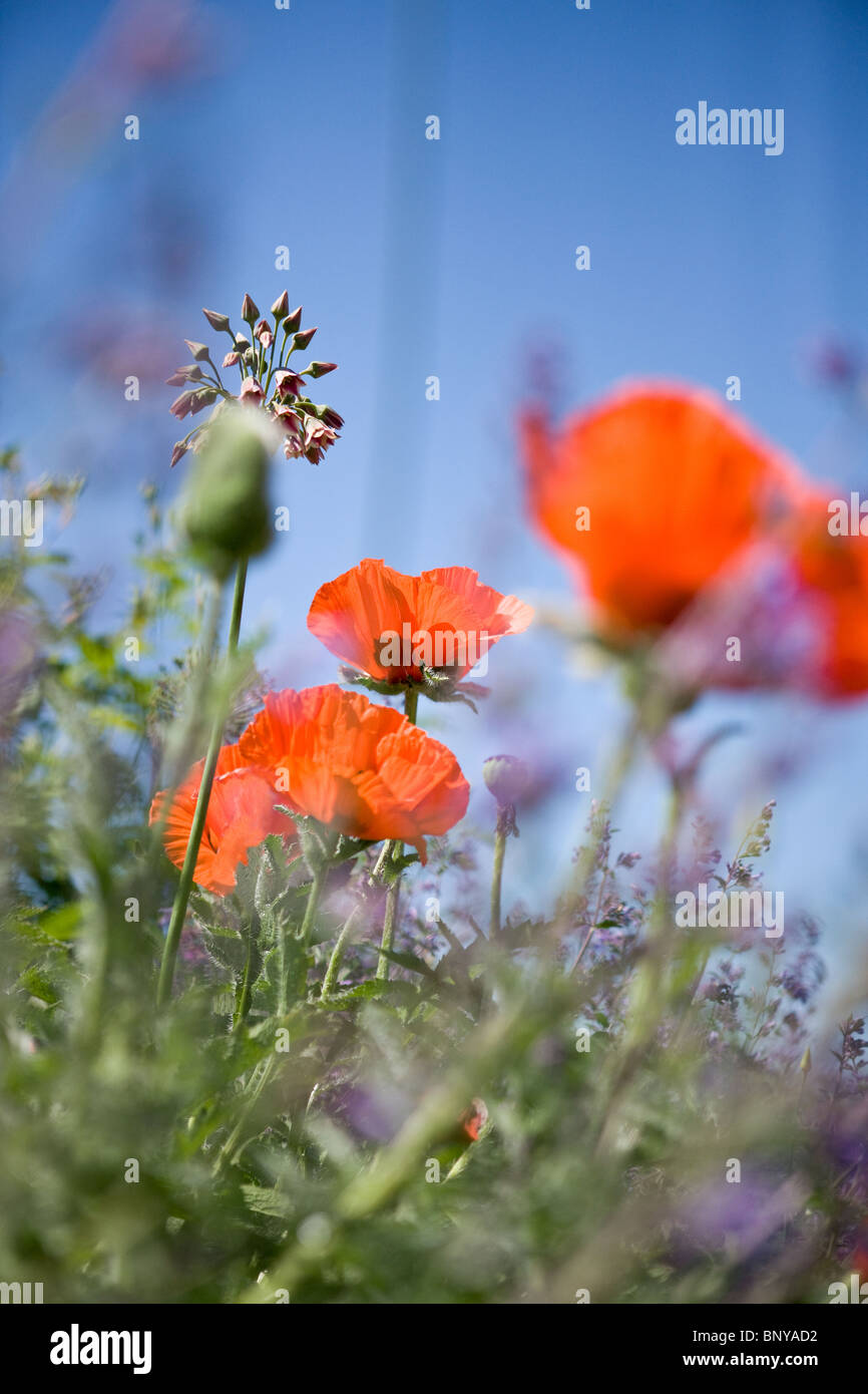Beautiful bright red poppies other hi-res stock photography and images ...