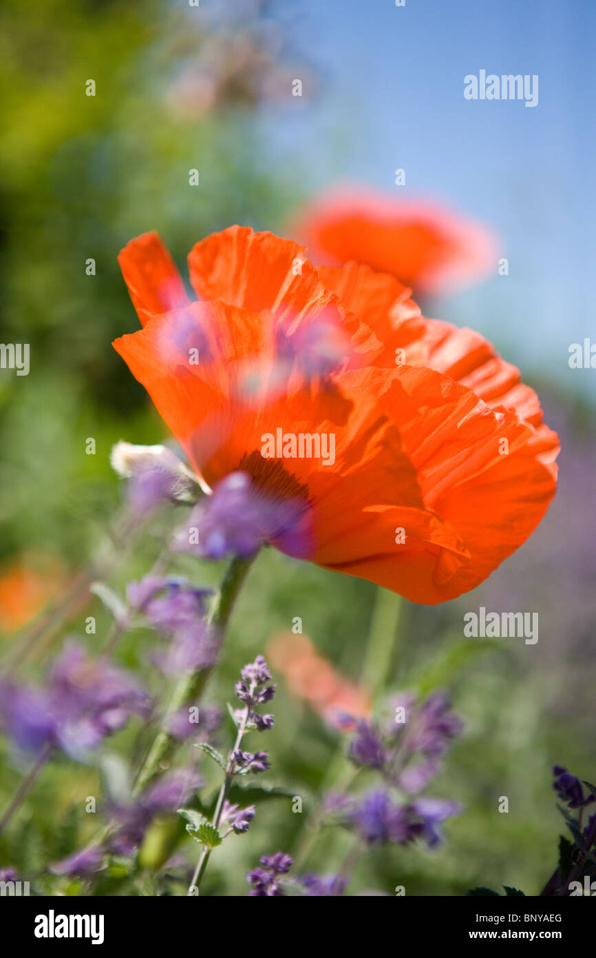 Lavender And Poppies High Resolution Stock Photography and Images - Alamy