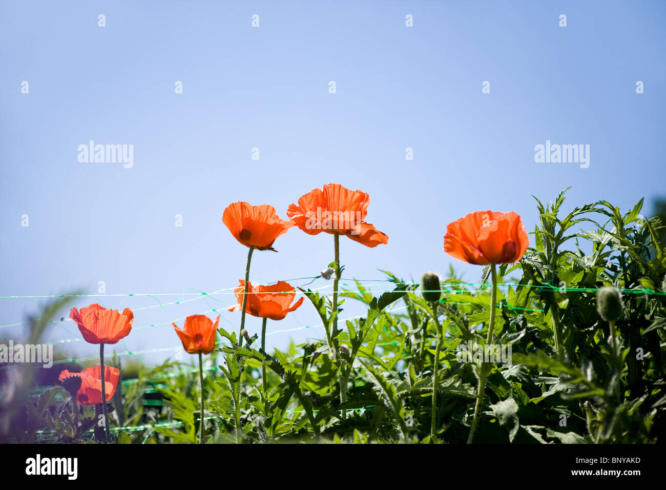 Indian poppy hi-res stock photography and images - Alamy