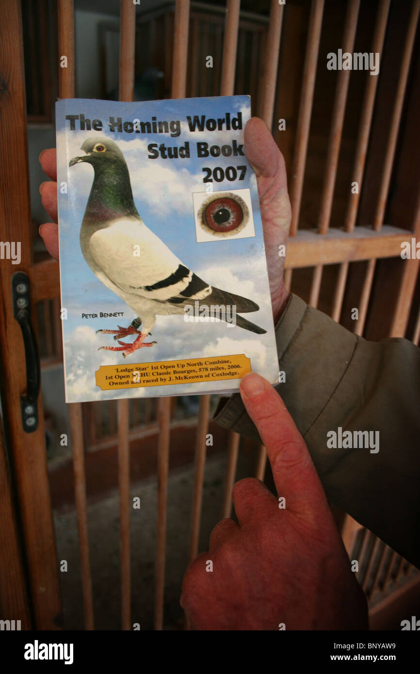 Homing pigeon uk hi-res stock photography and images - Alamy