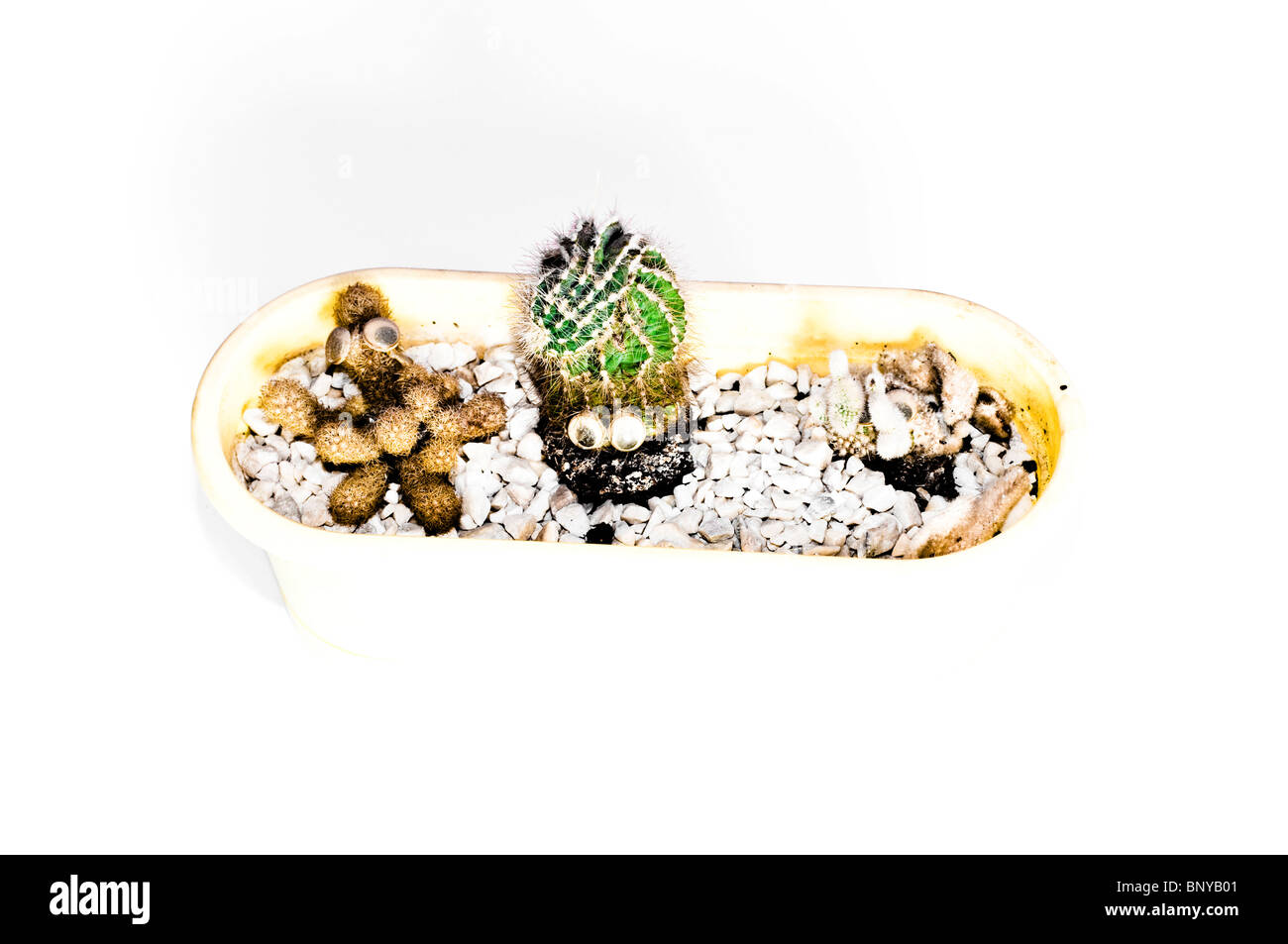 Small potted cactus in Cut Out Stock Images & Pictures - Alamy
