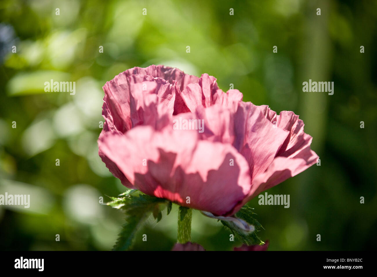 Uk purple poppy hi-res stock photography and images - Alamy
