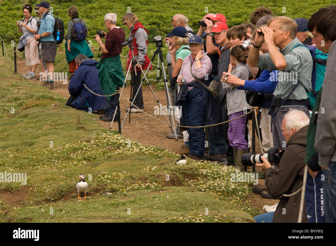 People watching puffins at the Wick, Skomer Island, Pembrokeshire ...