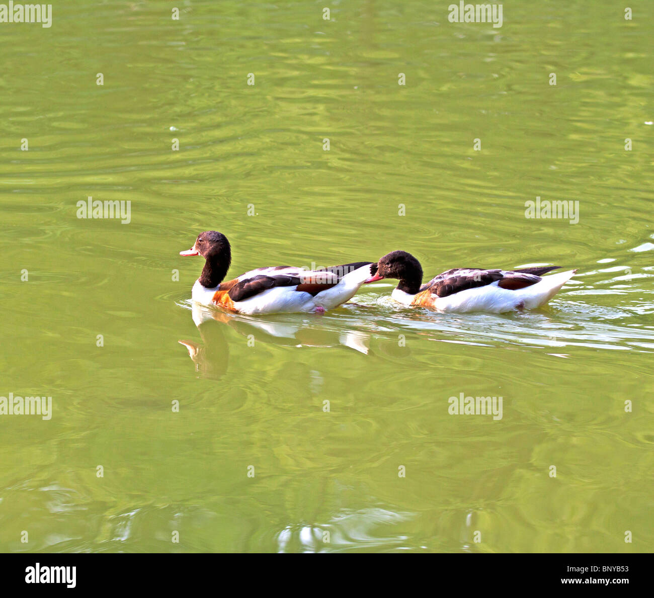 Gracious bird hi-res stock photography and images - Alamy