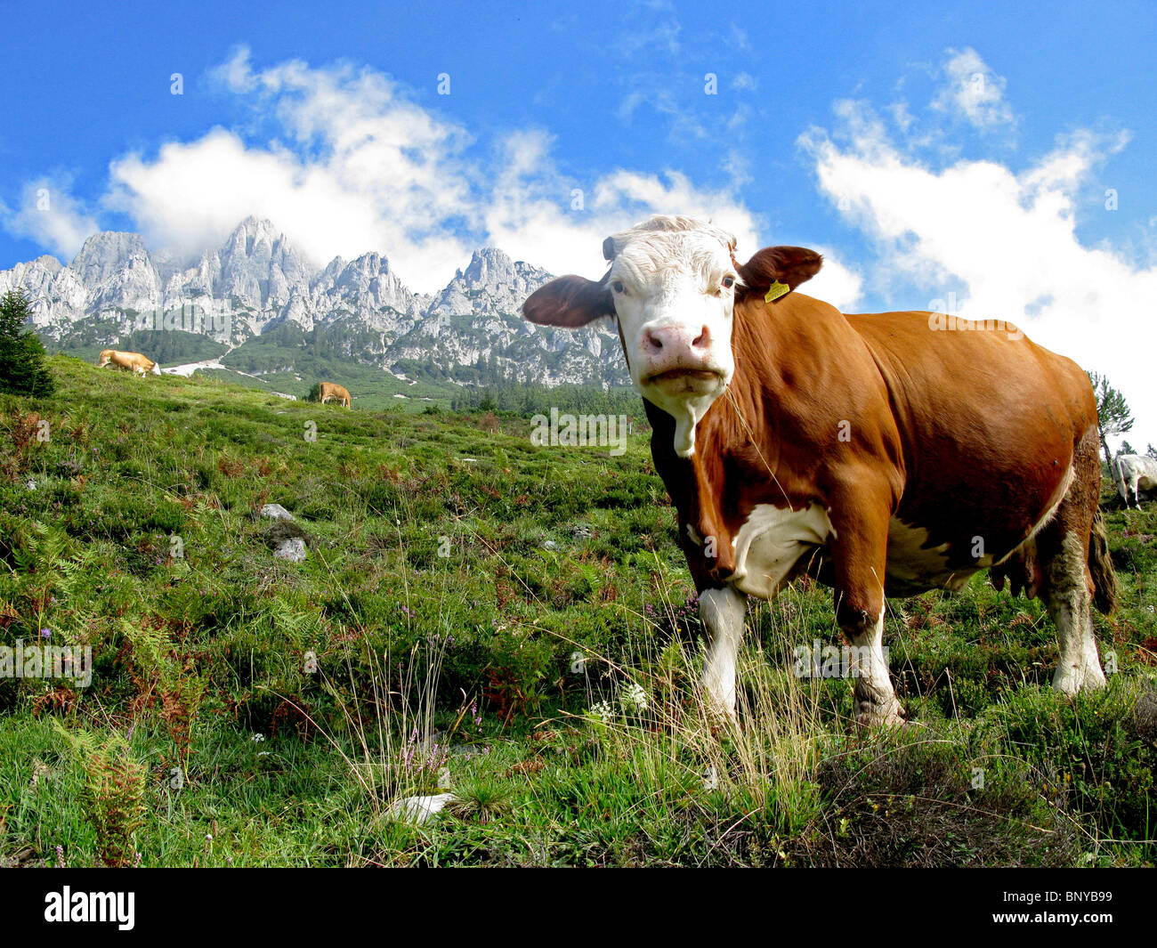 Mountain farm austria hi-res stock photography and images - Alamy