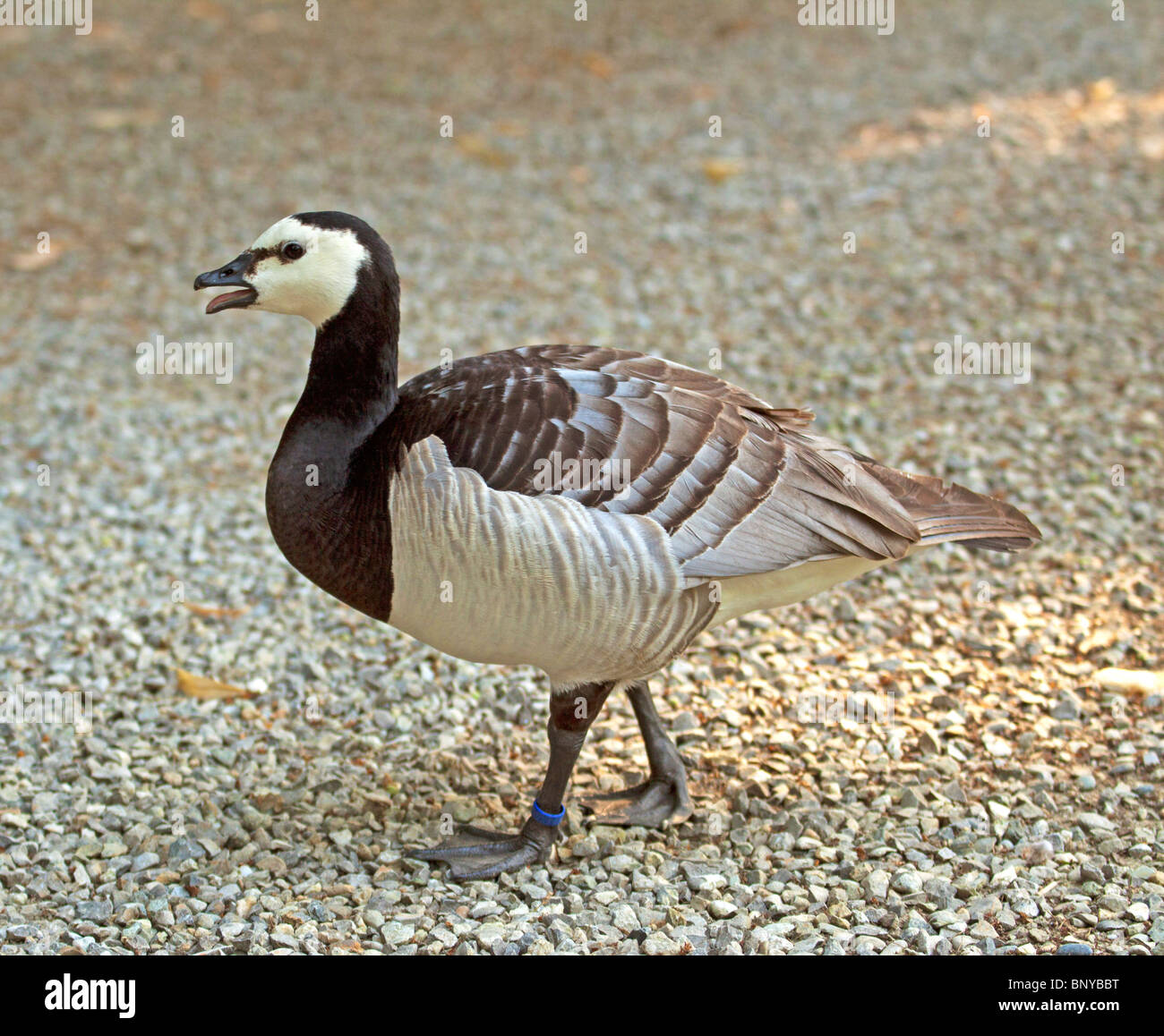 Gracious bird hi-res stock photography and images - Alamy