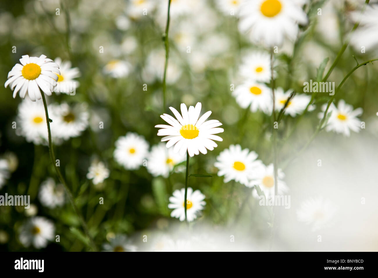 Ox-eye daisies growing wild Stock Photo - Alamy